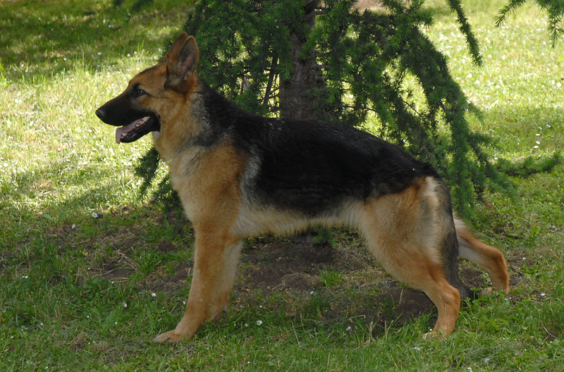 - Fotografije domacih zivotinja